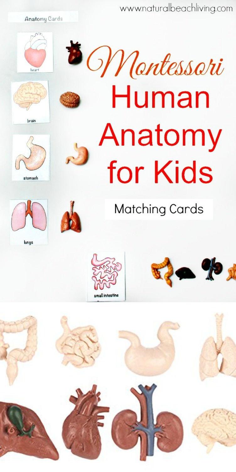 Free Printable Human Anatomy Worksheets Free Printable