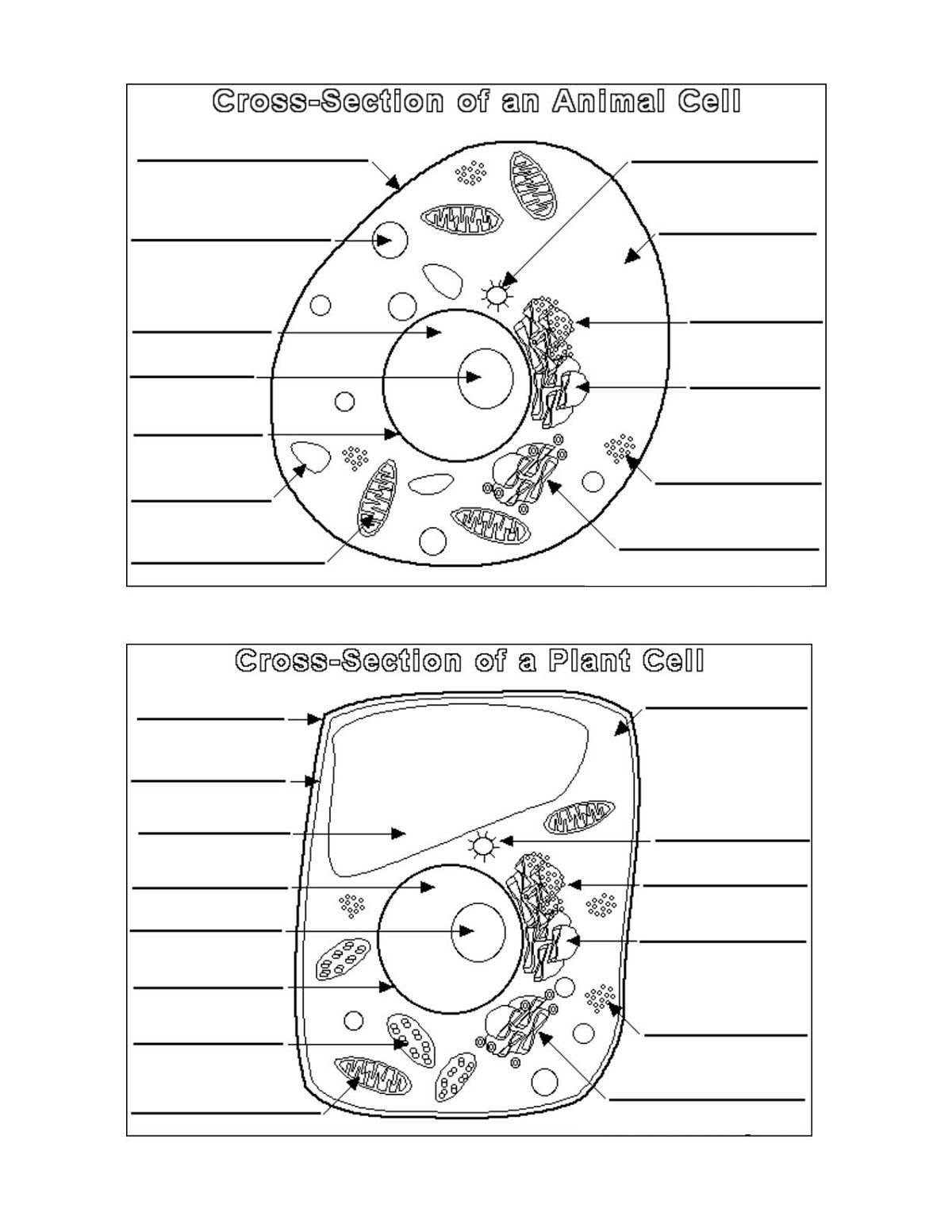 Worksheet Animal Cell Coloring Worksheet Answers Animal And Plant 